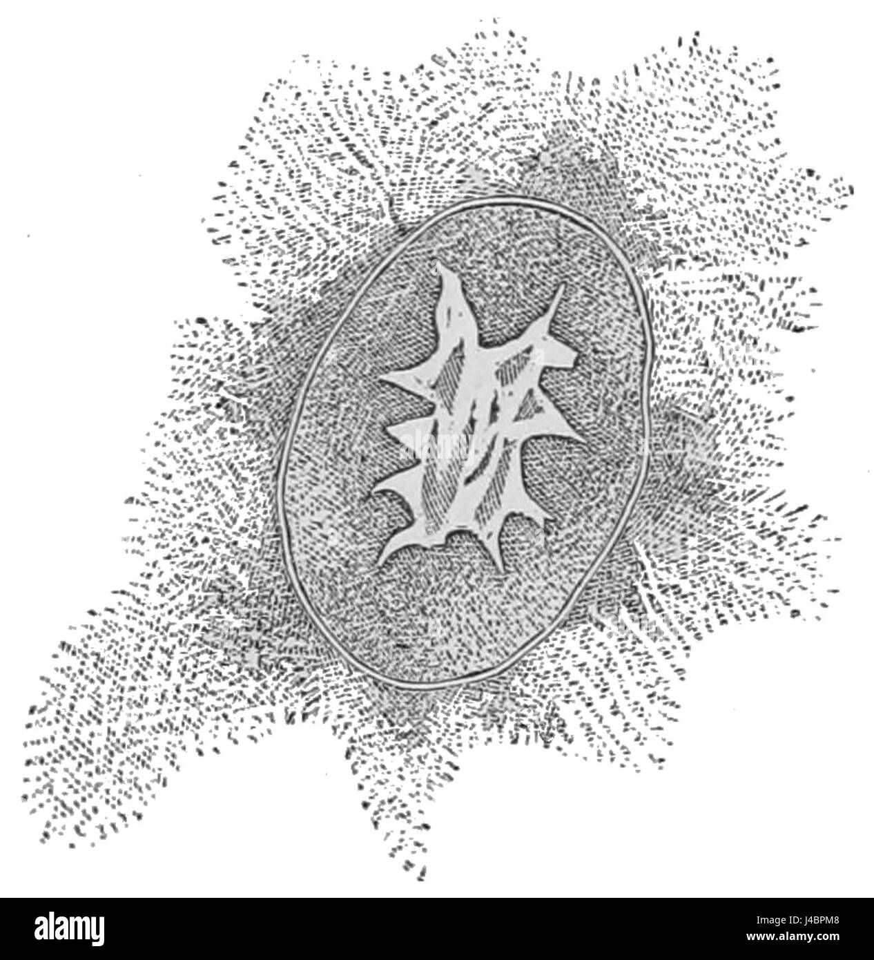 Flagella microscopy hi-res stock photography and images - Alamy