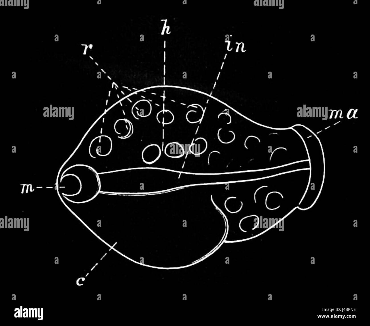 The image depicts an embryonic snail, showing the early stages of ...