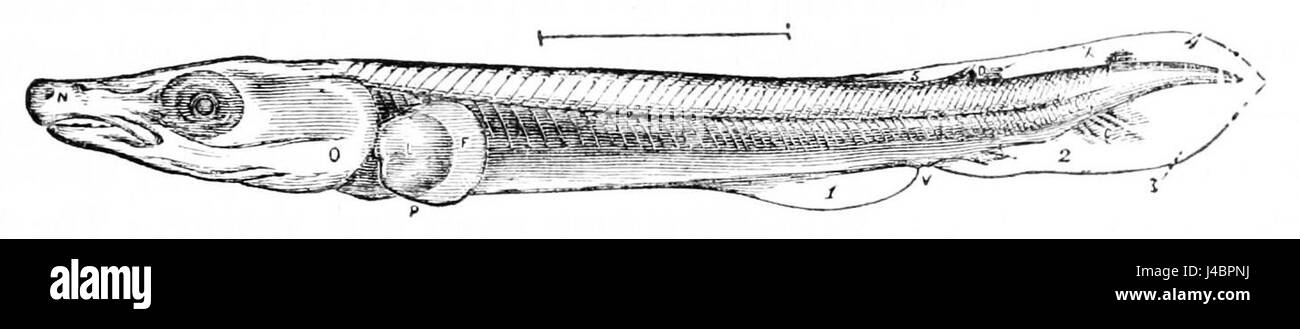 Gar pike hi-res stock photography and images - Alamy