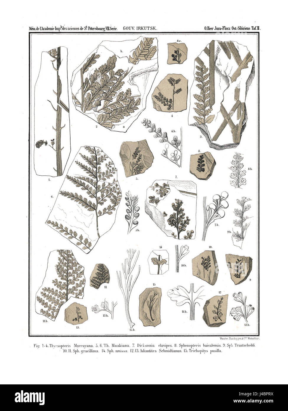 Polarflora 4 345 is a scientific or botanical work that likely focuses ...