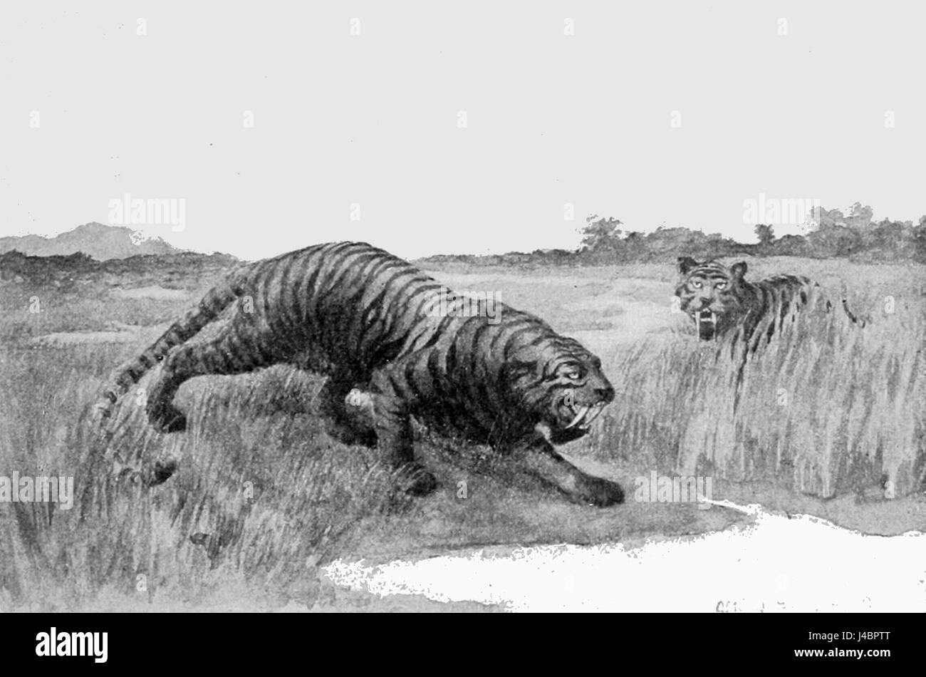 PSM V53 D365 Saber toothed cat hoplophoneus occidentalis Stock Photo ...