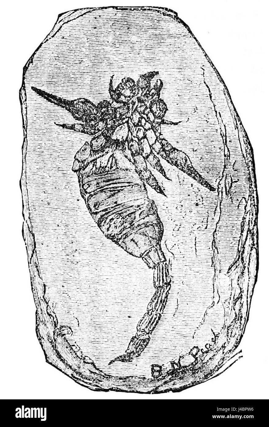 Fossil scorpion hi-res stock photography and images - Alamy