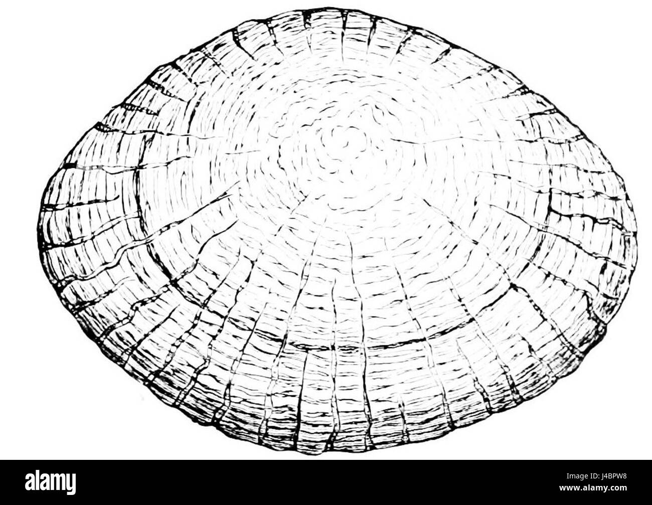 Fish scales diagram hi-res stock photography and images - Alamy
