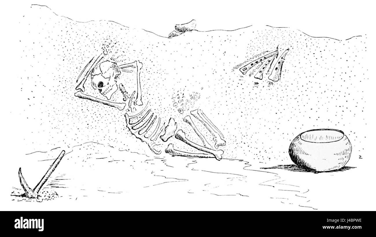 Historic human skeleton Cut Out Stock Images & Pictures - Alamy