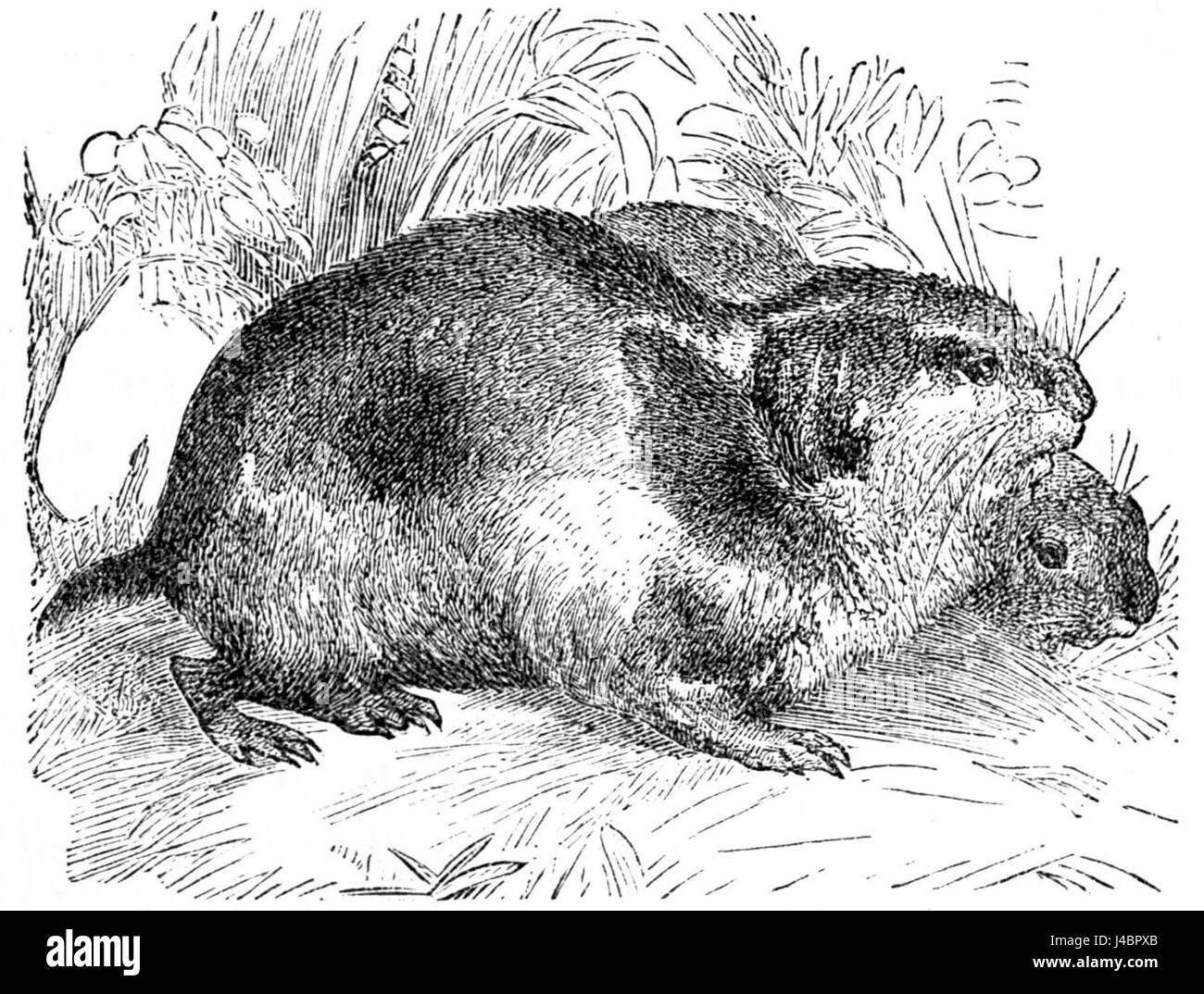 Lemming species hi-res stock photography and images - Alamy