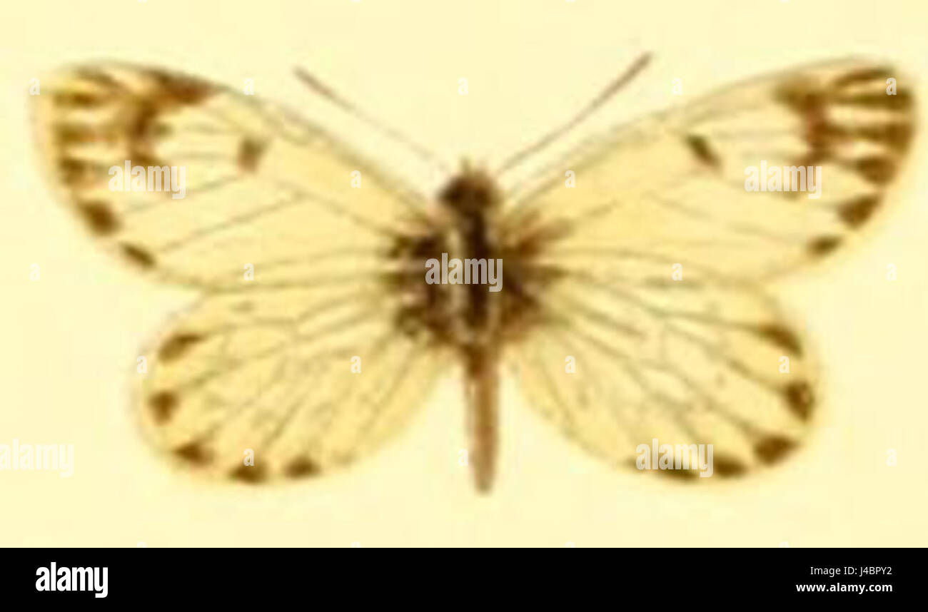 Phulia paranympha female Stock Photo - Alamy