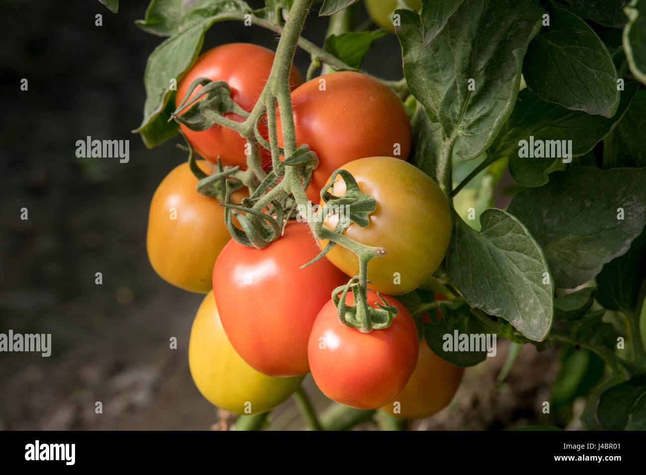 India tomatoes hi-res stock photography and images - Alamy
