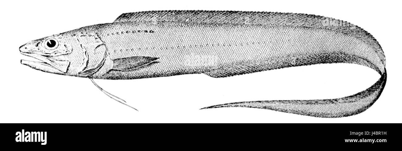 Porogadus miles, commonly known as the deep-sea pout, is a species of ...