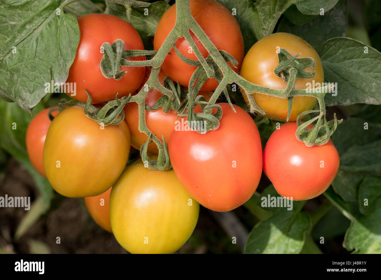 Tomatoes growing on a farm in Punjab, India Stock Photo - Alamy