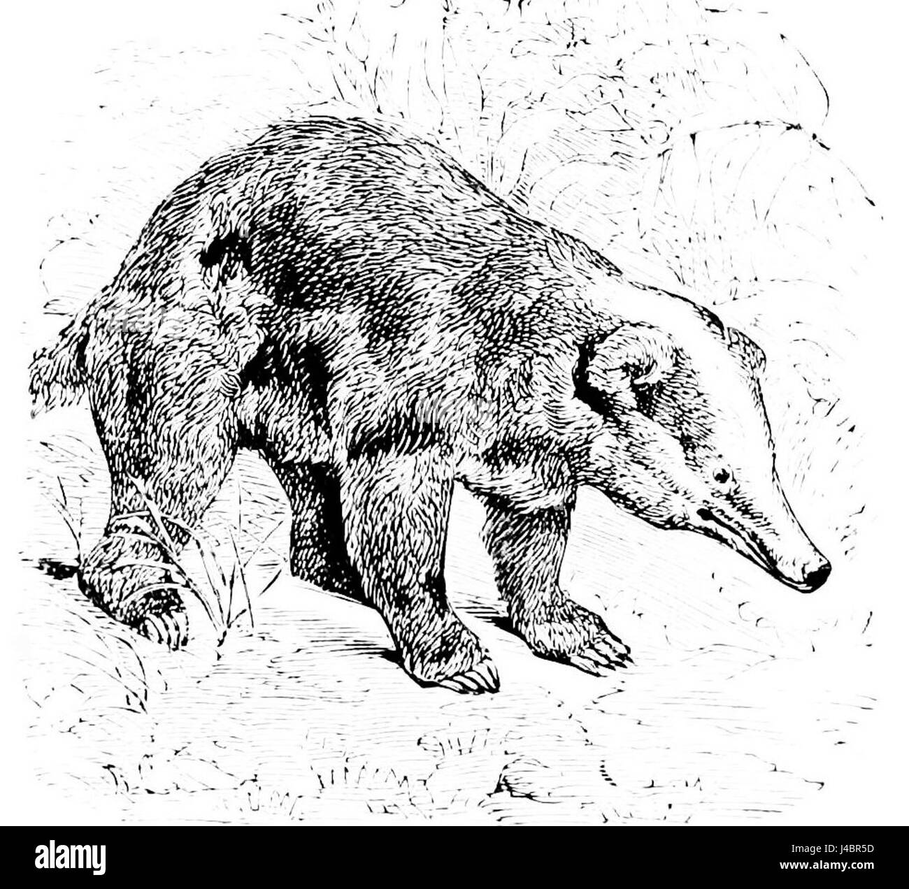 Indian badger hi-res stock photography and images - Alamy