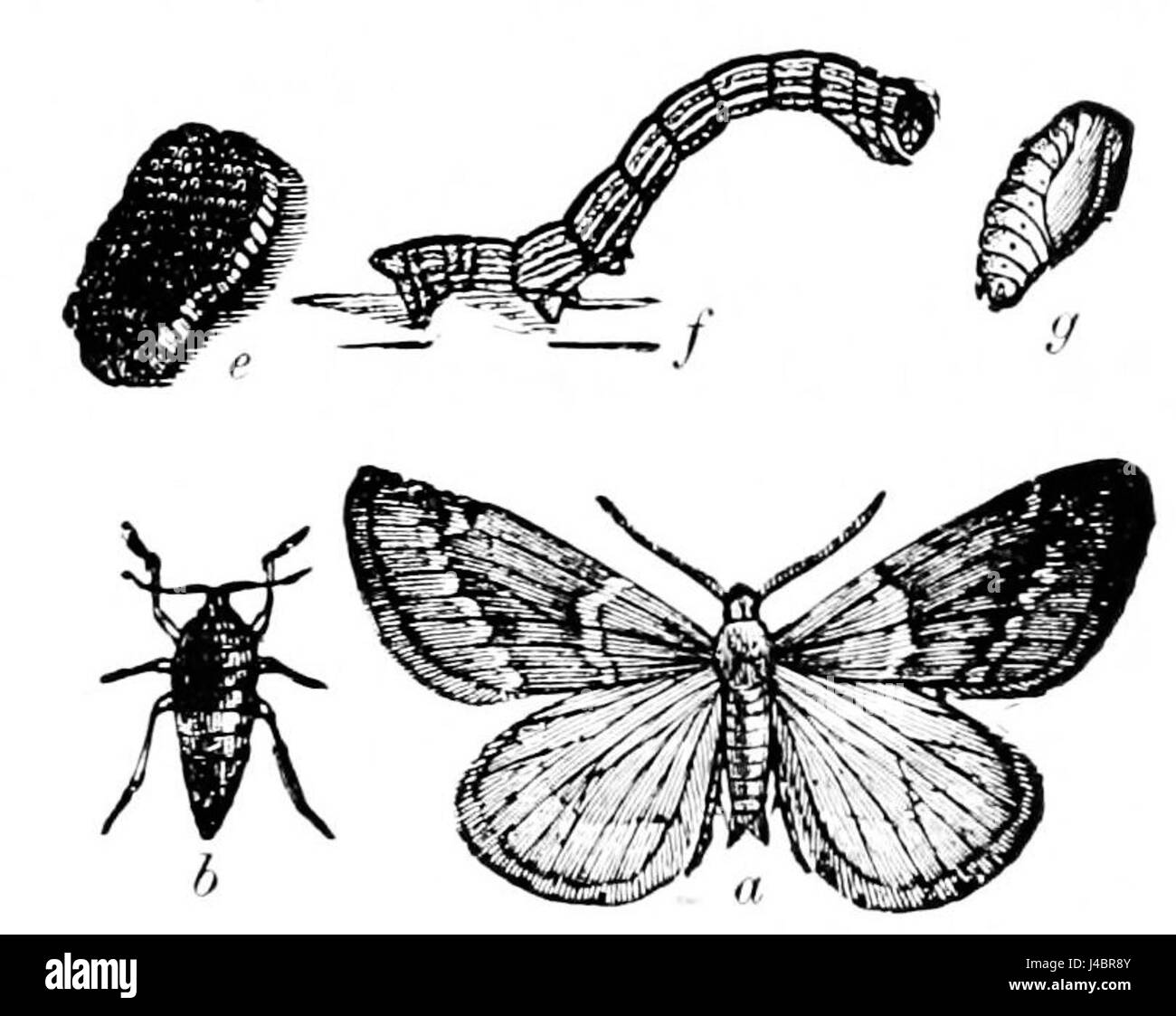 Canker Worm Stock Photos & Canker Worm Stock Images - Alamy