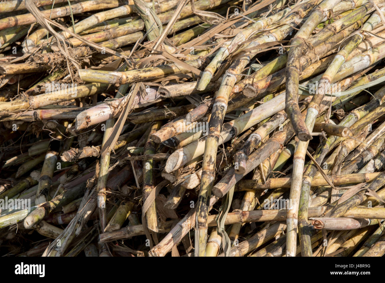 Bamboo yield on a farm in Punjab, India Stock Photo - Alamy