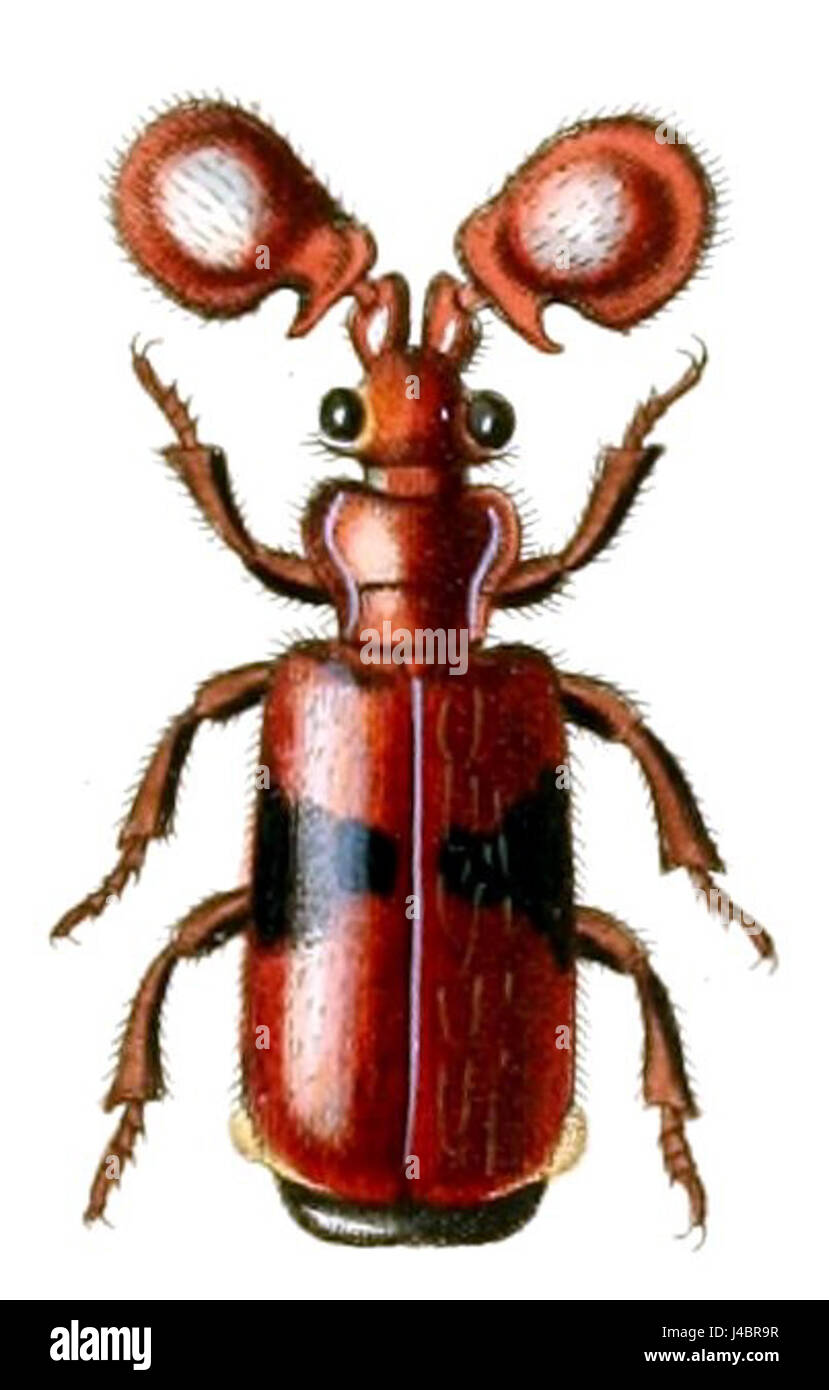 Platyrhopalus angustus 001 Stock Photo - Alamy