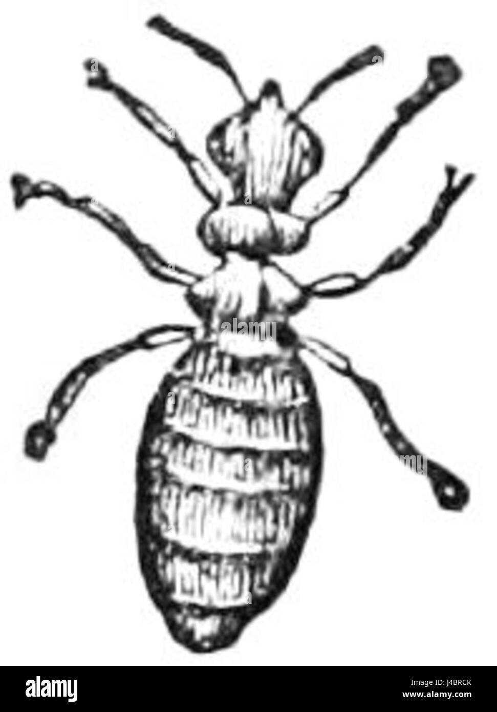 How To Draw A Termite