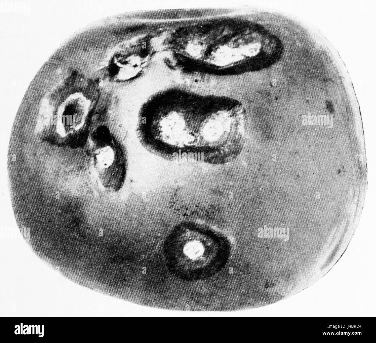 Apple disease scab Black and White Stock Photos & Images - Alamy