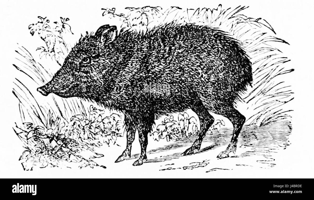 Peccary illustration hi-res stock photography and images - Alamy