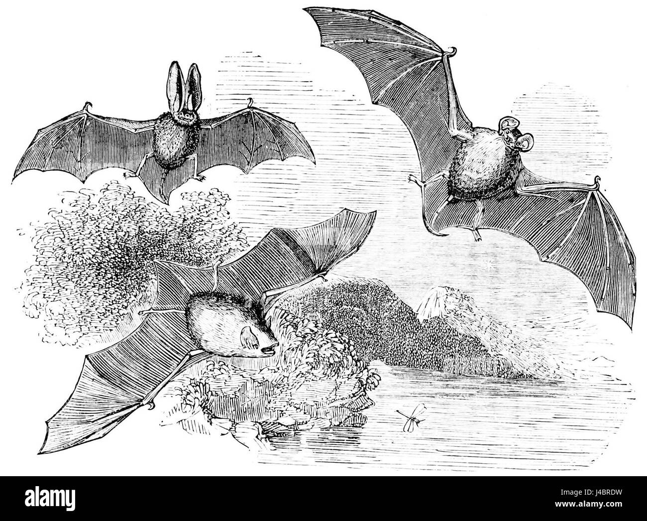 Bats habitat Black and White Stock Photos & Images - Alamy