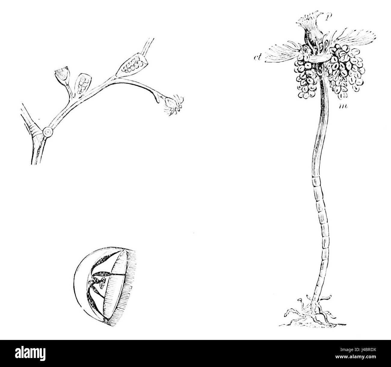 Tubularia Black and White Stock Photos & Images - Alamy