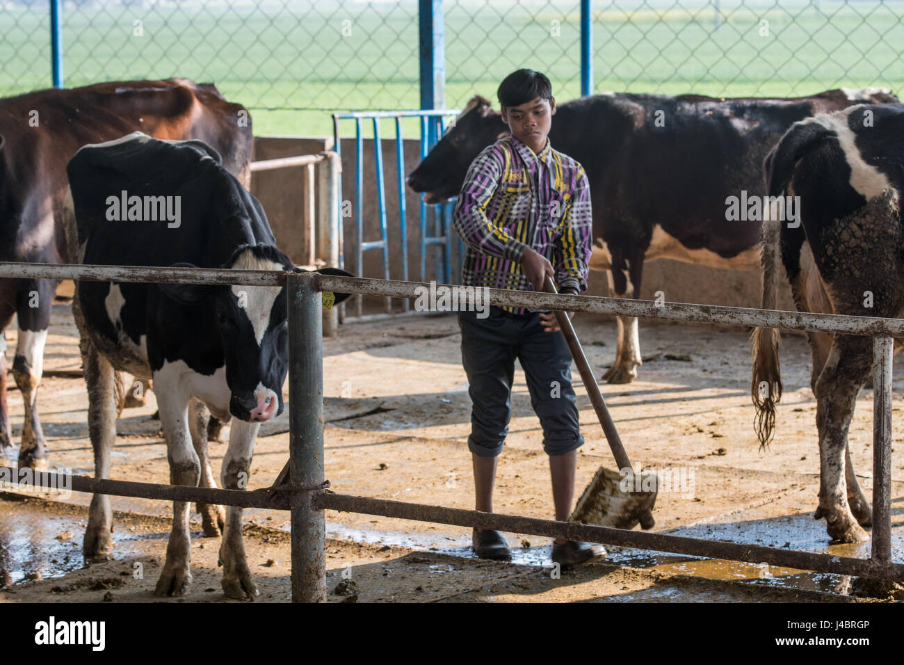 Young man cleaning the cow pens at a farming facility located in Punjab ...