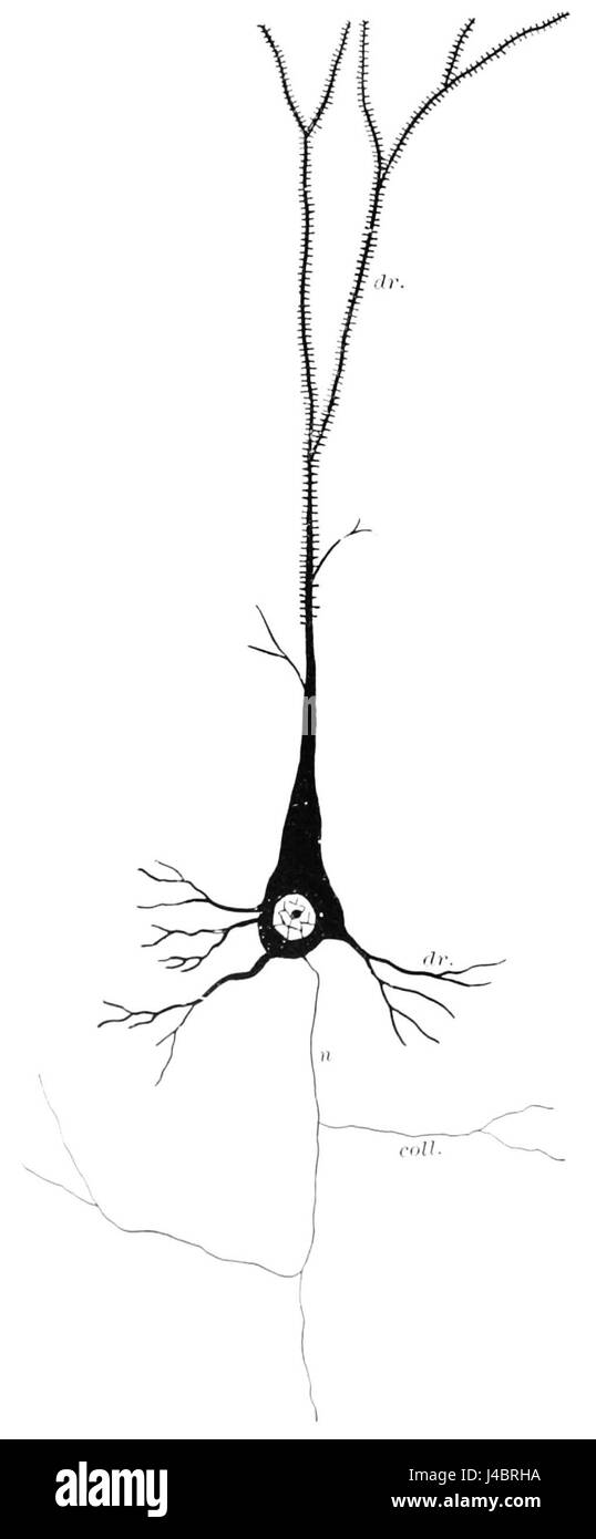 Brain cell map hi-res stock photography and images - Alamy