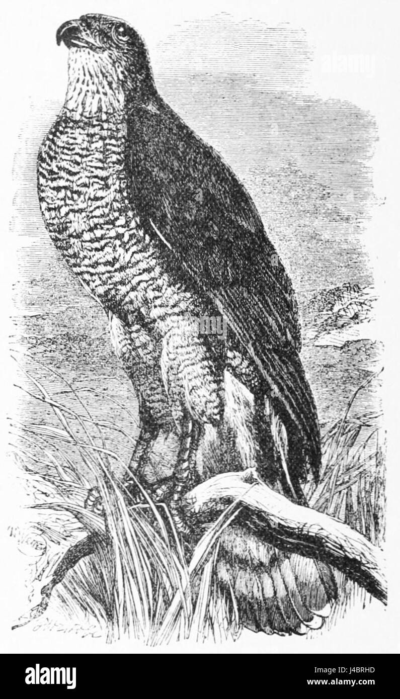 Astur hi-res stock photography and images - Alamy