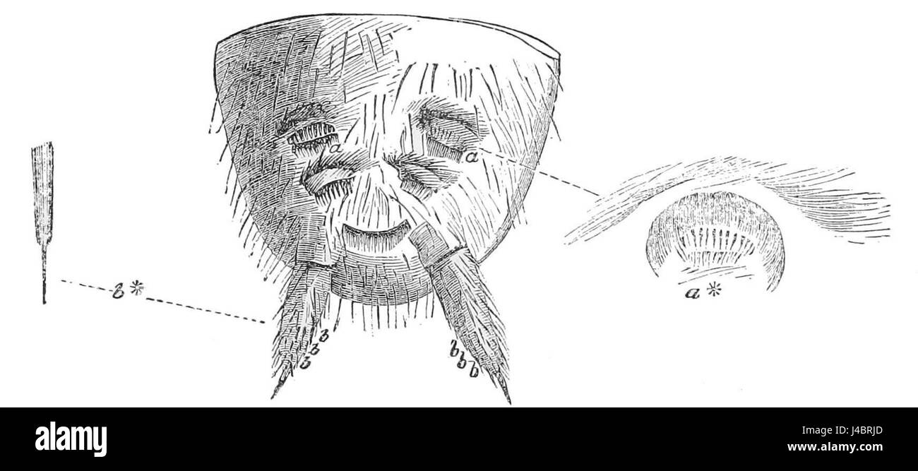This illustration from PSM V01 D695 shows the detailed structure of a ...
