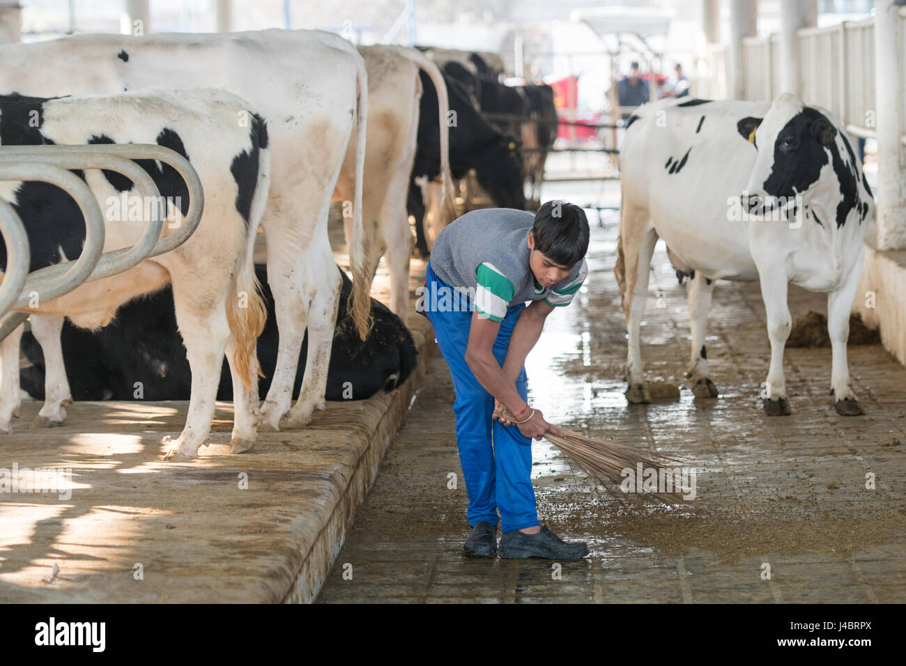 Young man cleaning the cow pens at a farming facility located in Punjab ...