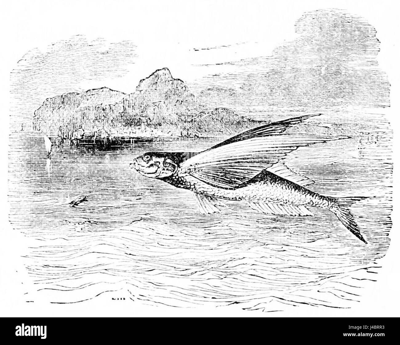 Flying fish leaps hi-res stock photography and images - Alamy