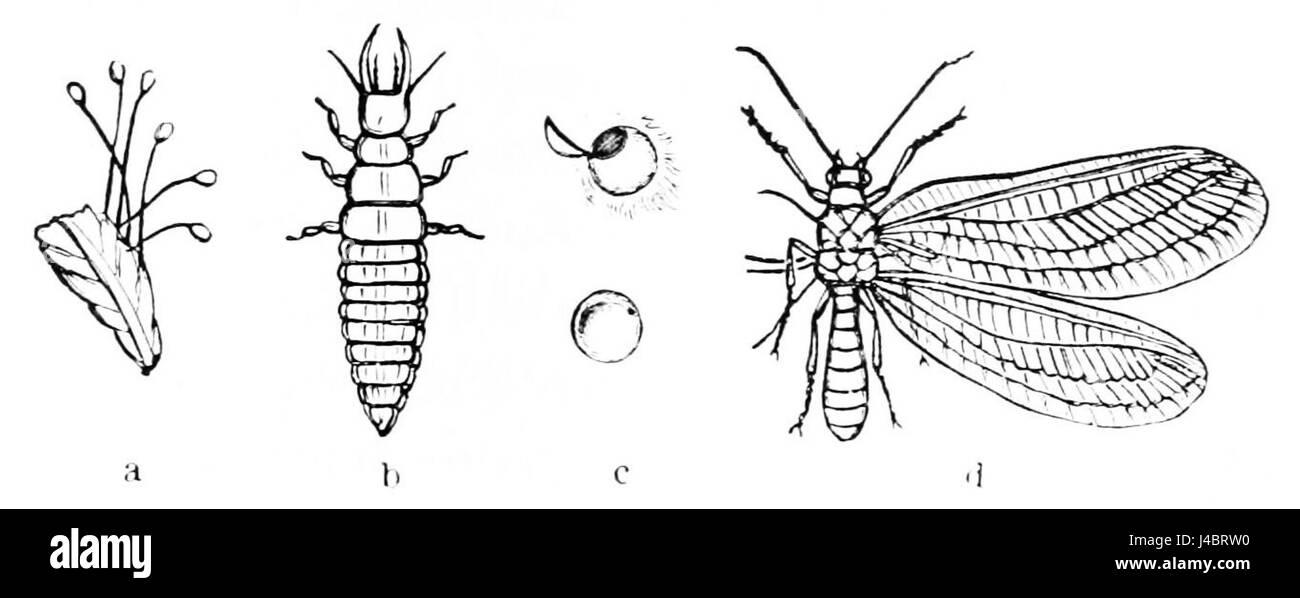 Lace wing hi-res stock photography and images - Alamy