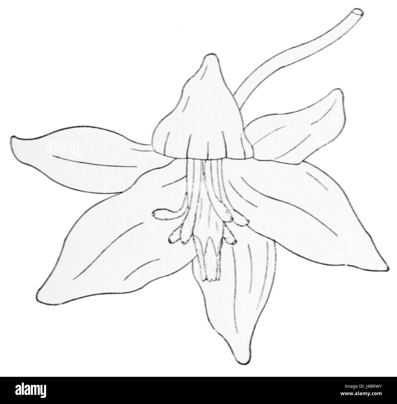 Desert yucca Cut Out Stock Images & Pictures - Alamy