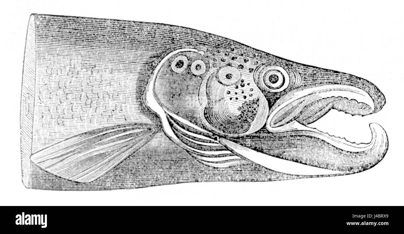 Salmon fish head Black and White Stock Photos & Images - Alamy