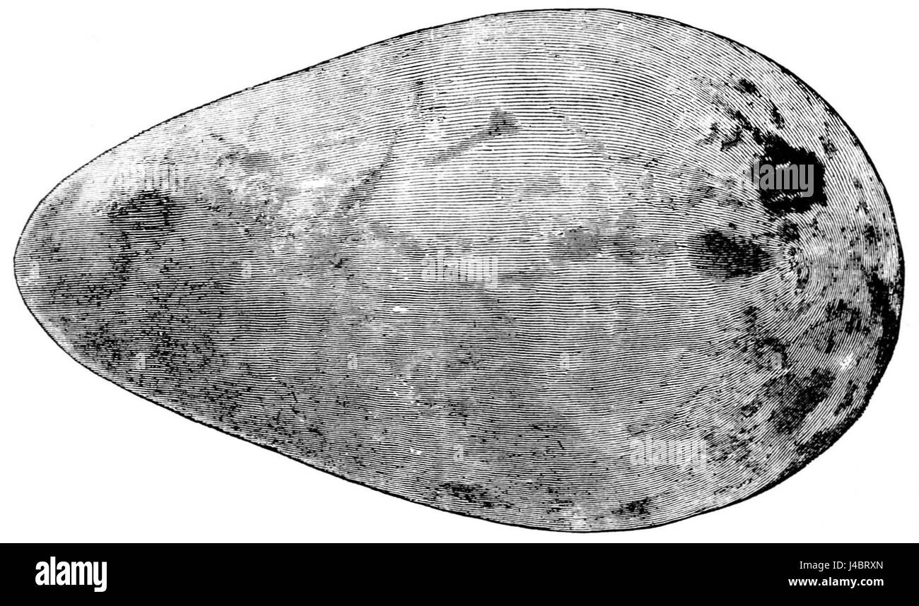 The egg of the great auk, once a prominent seabird of the North ...