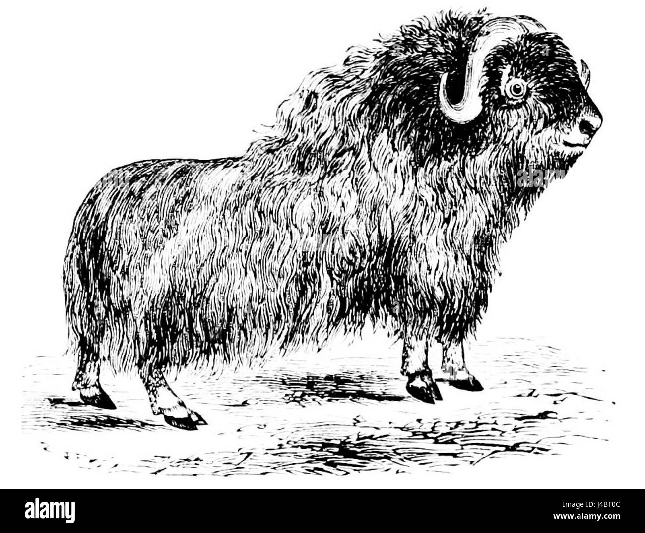 The musk ox, an Arctic mammal, is featured in *PSM V10 D708*, likely a ...