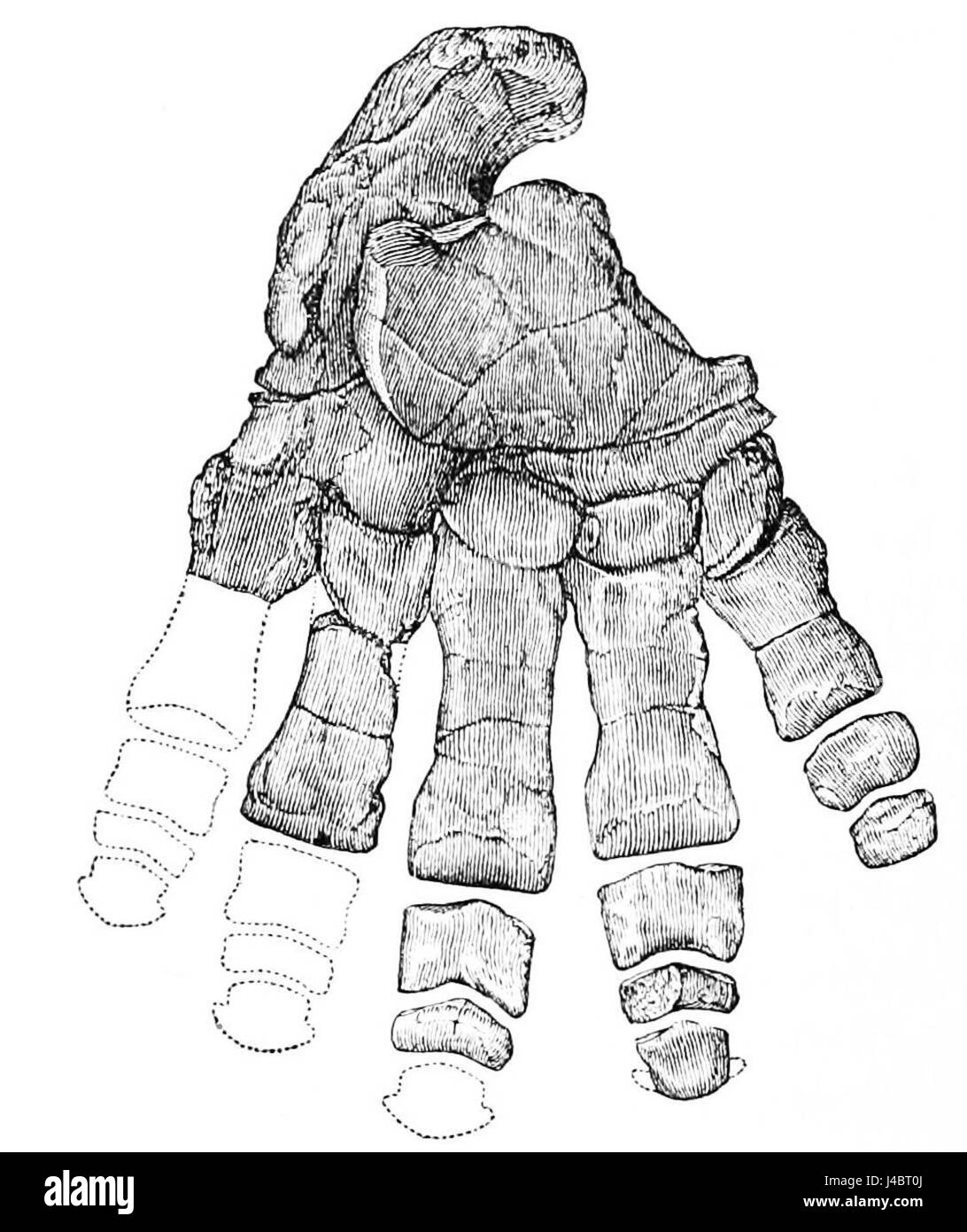 This illustration depicts the hind foot of Coryphodon elephantopus, an ...