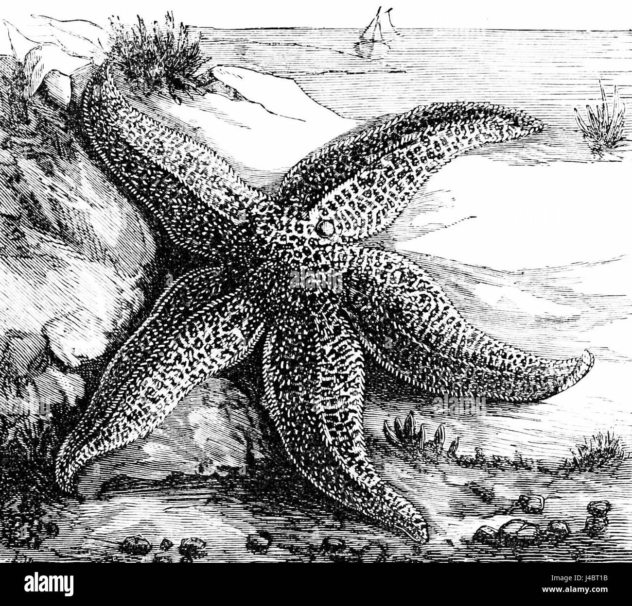 Starfish predator Black and White Stock Photos & Images - Alamy