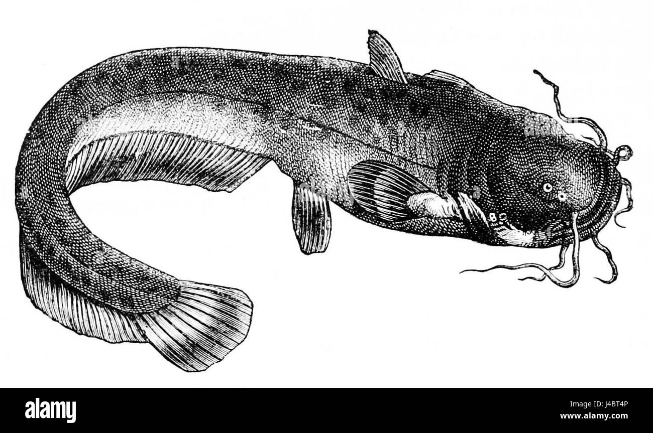 Catfish anatomy hi-res stock photography and images - Alamy