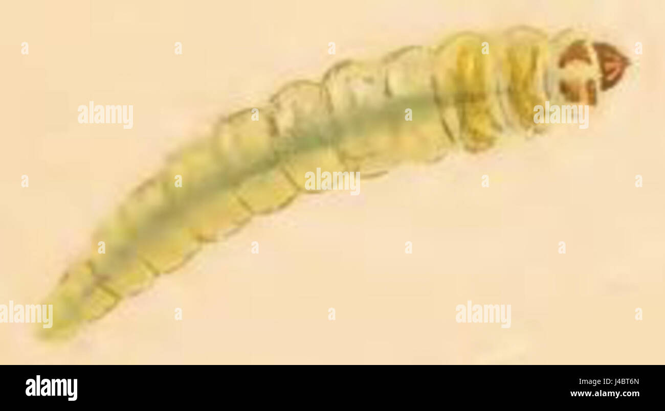 Phylloporia bistrigella larva Stock Photo - Alamy