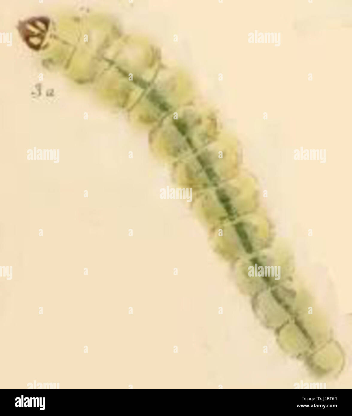 Phyllonorycter rajella larva Stock Photo - Alamy