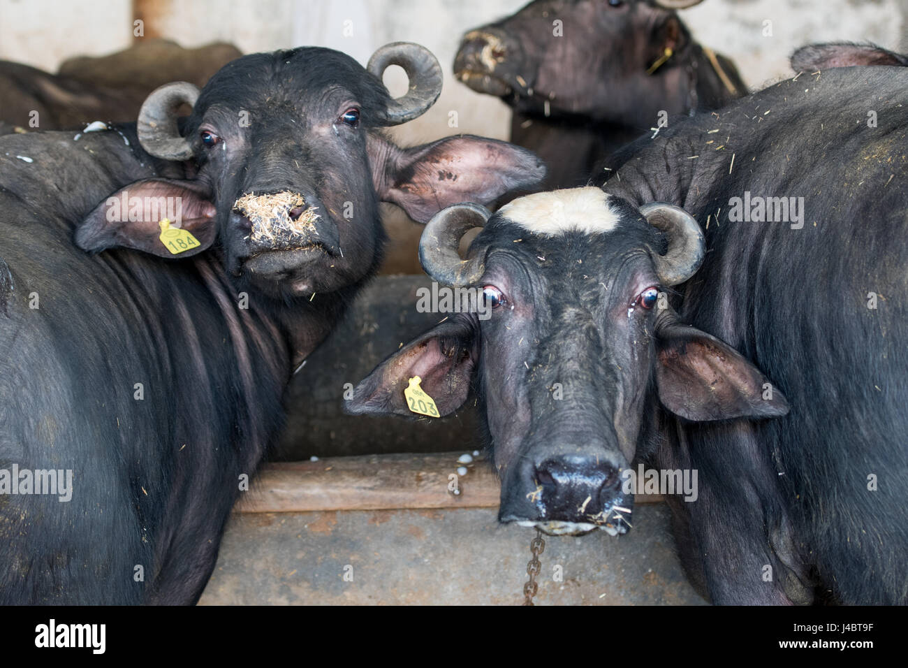 Domestic Asian water buffalo (Bubalus bubalis) at a feeding trough on a ...