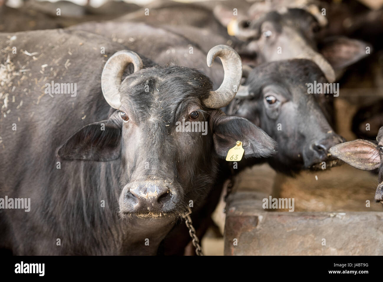 Domestic Asian water buffalo (Bubalus bubalis) at a feeding trough on a ...