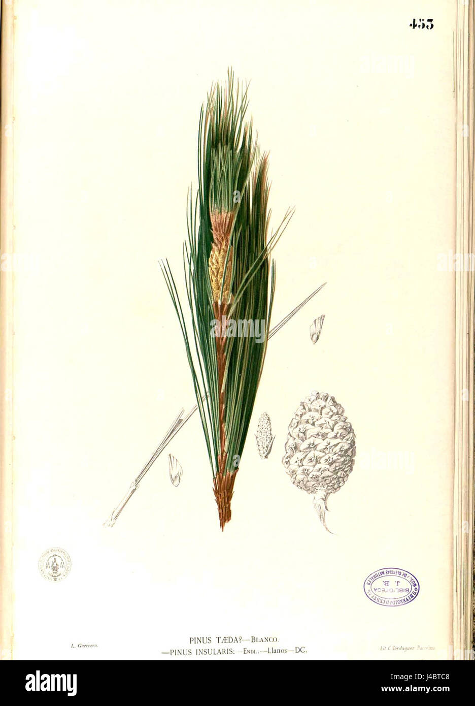 Pinus kesiya, or the Khasi pine, is a species of pine tree native to ...