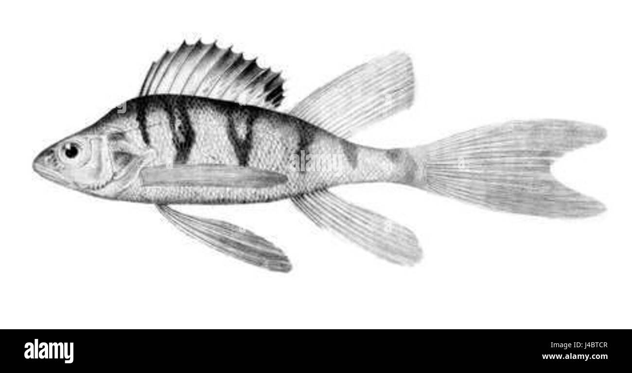 Hybrid animal art Cut Out Stock Images & Pictures - Alamy