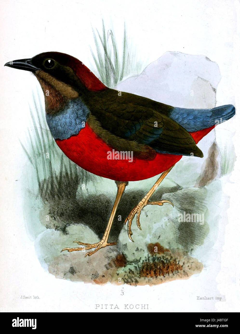 Indian pitta bird hi-res stock photography and images - Alamy