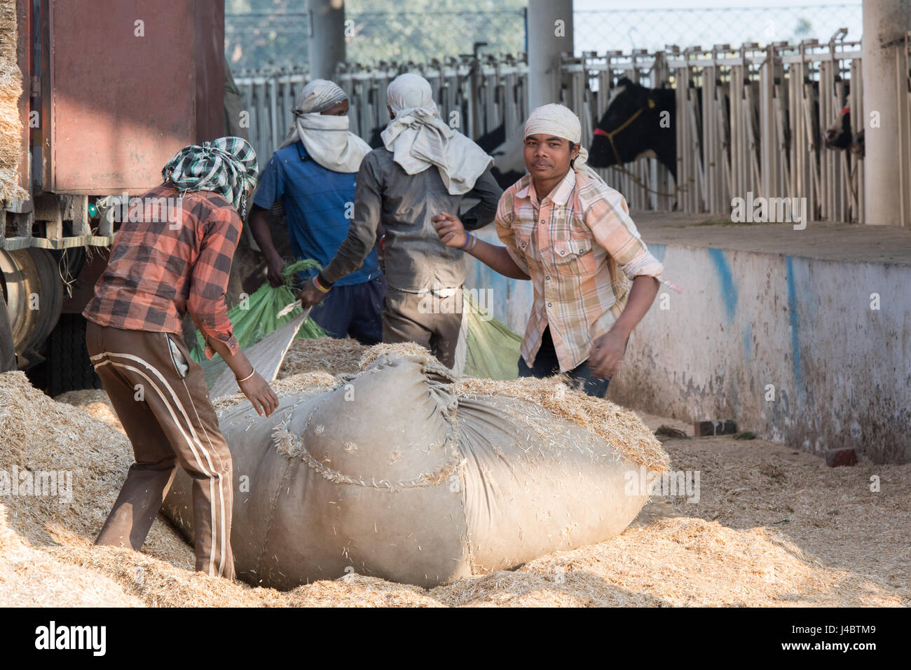 Men working together to store and move a large sack of hay on a farming ...