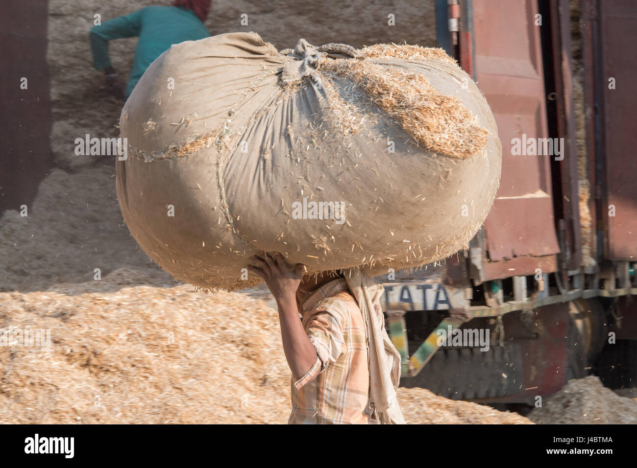 Worker carrying a large sack of hay on his head on a farming facility ...