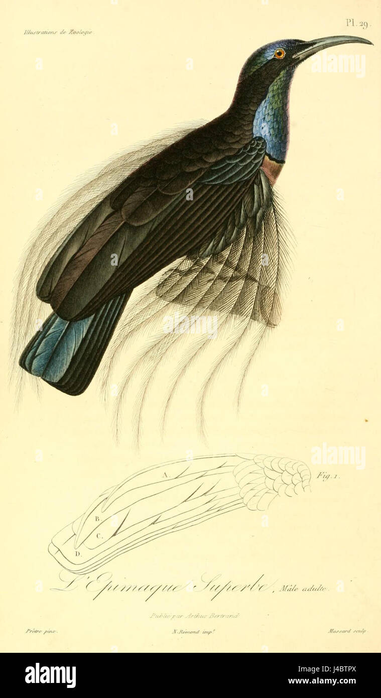 Ptiloris magnificus hi-res stock photography and images - Alamy