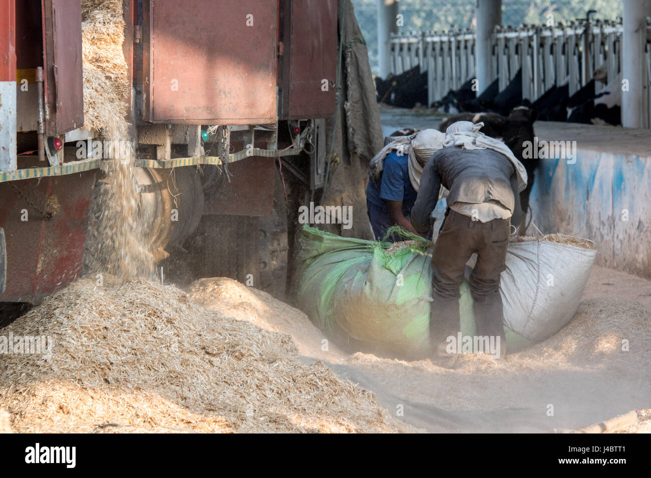 Men working together to store and move a large sack of hay on a farming ...