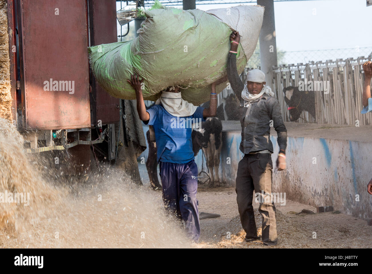 Men working together to store and move a large sack of hay on a farming ...