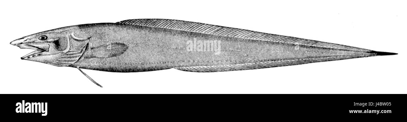 Small sea creatures Black and White Stock Photos & Images - Alamy