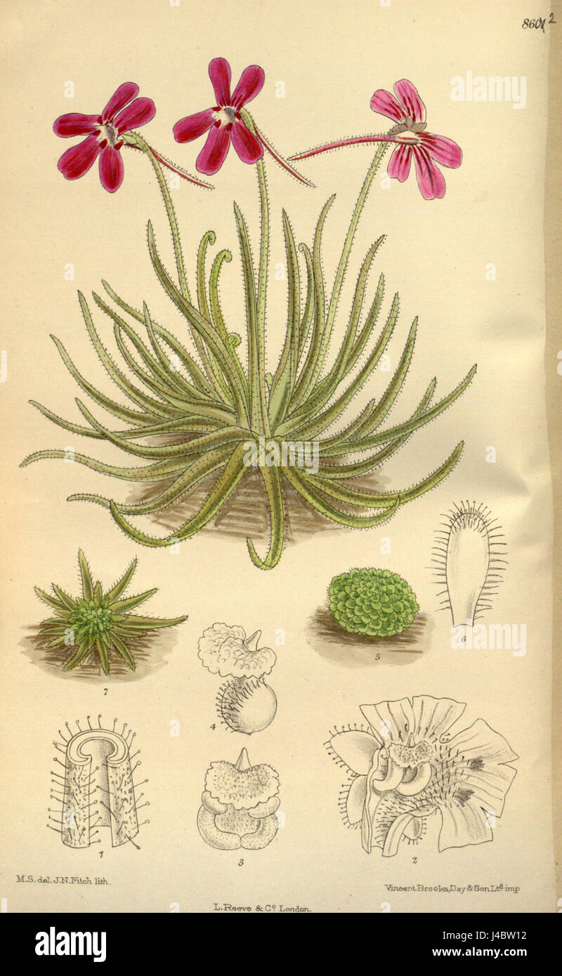 Pinguicula gypsicola is a species of carnivorous plant native to gypsum ...